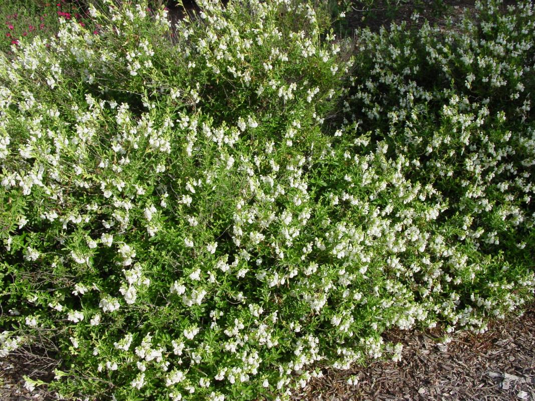 autumn sage | UC Davis Arboretum and Public Garden